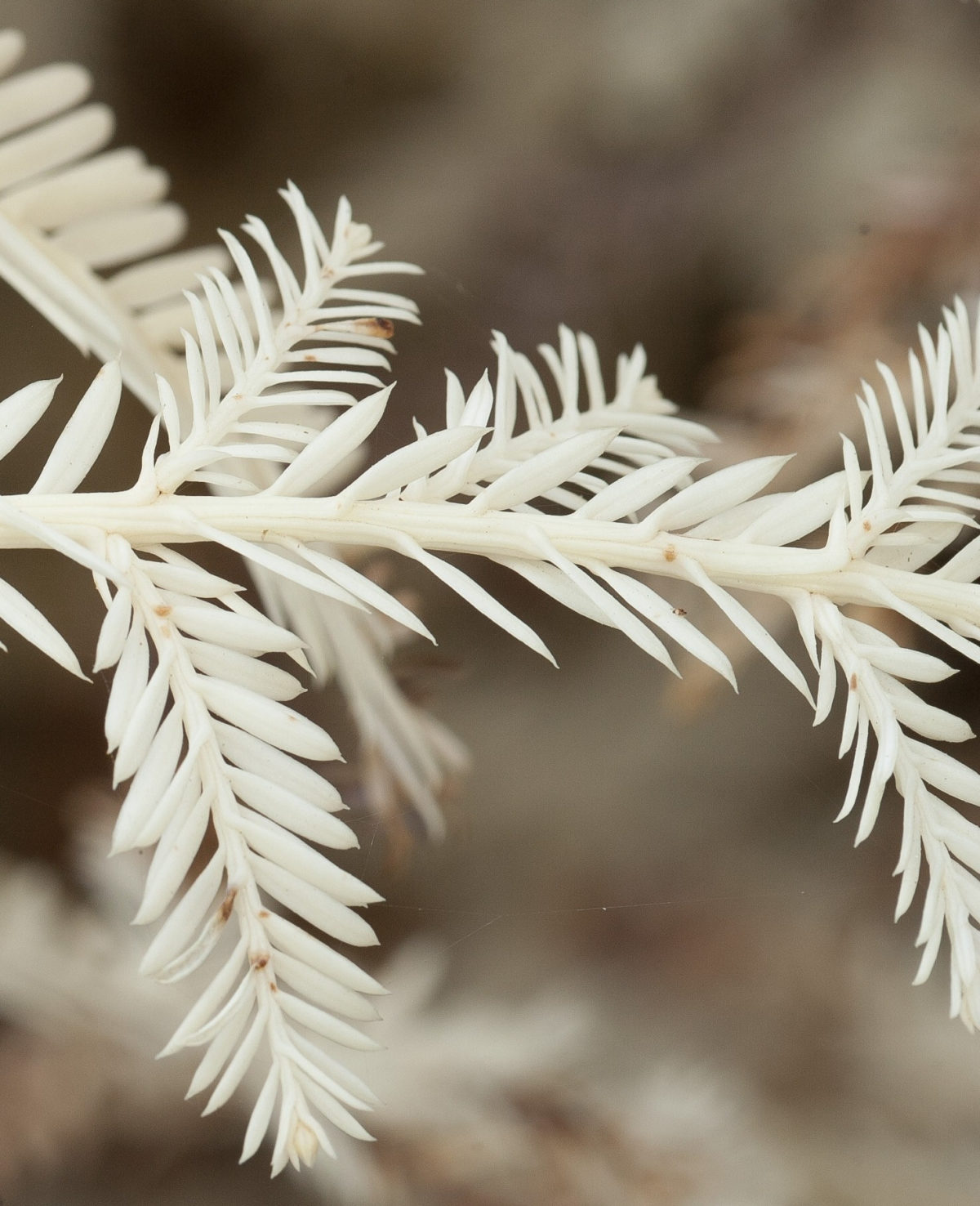 Albino redwood dies in fire – Big Sur Trails+Maps